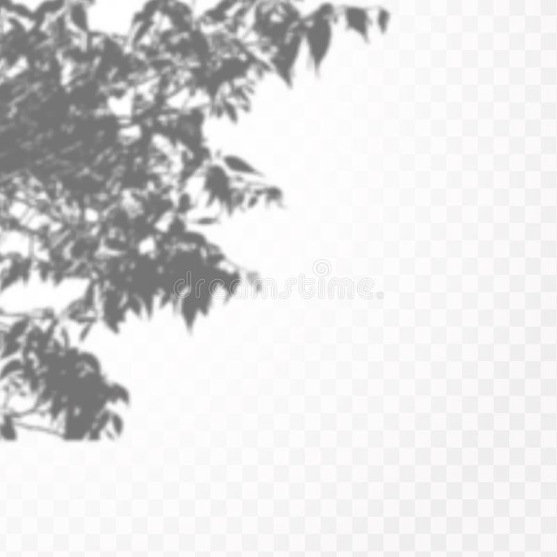 Realistic Shadow Tropical Leaves and Branches on Transparent Checkered ... Realistic Shadow Tropical Leaves and Branches on Transparent Checkered ...