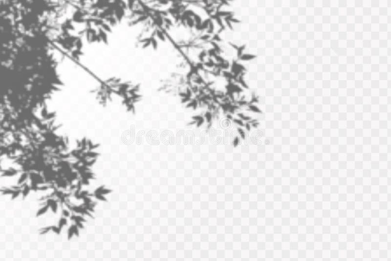 Realistic Shadow Tropical Leaves and Branches on Transparent Checkered ...
