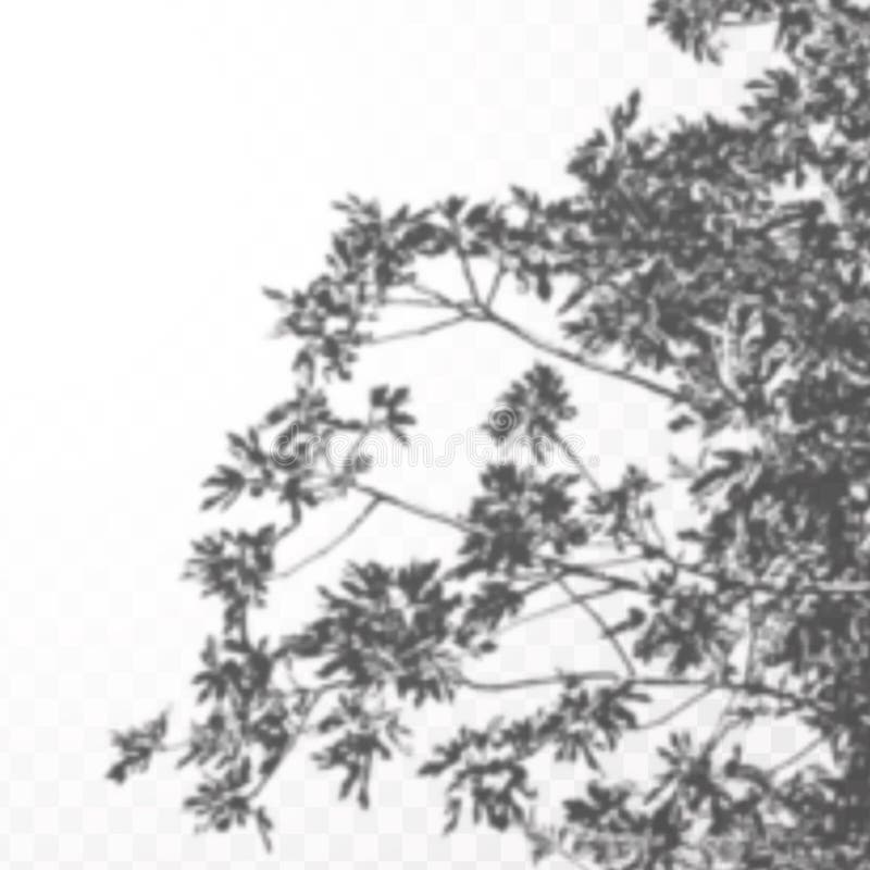 Realistic Shadow Tropical Leaves and Branches on Transparent Checkered ...