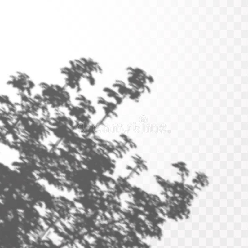 Realistic Shadow Tropical Leaves and Branches on Transparent Checkered ...