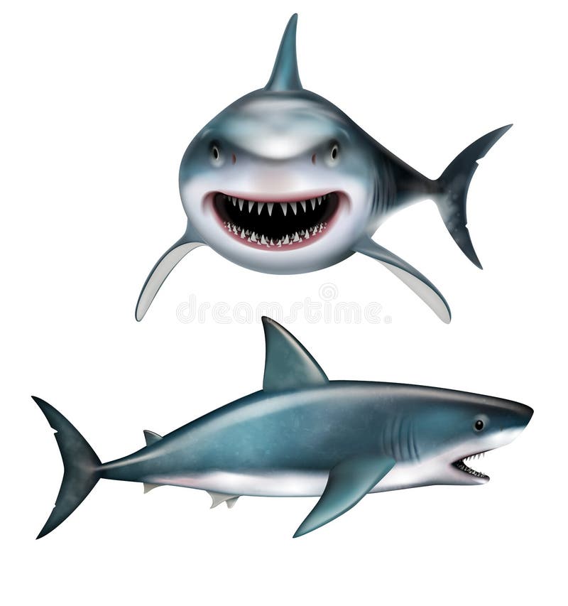 Realistic Shark Illustration Stock Vector - Illustration of nature ...