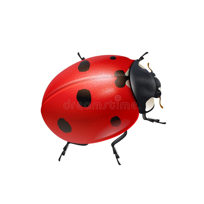Realistic shiny ladybug. stock illustration. Illustration of nature ...