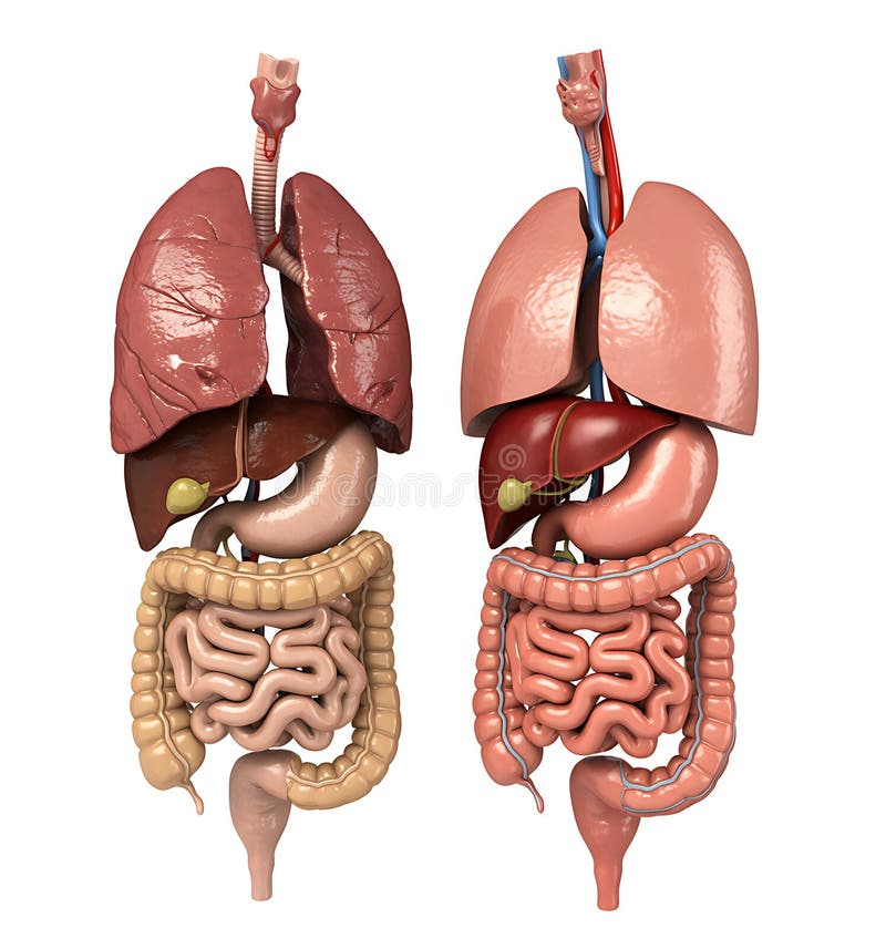 Detailed Human Torso Anatomy Featuring Lungs Liver Stomach Intestines ...