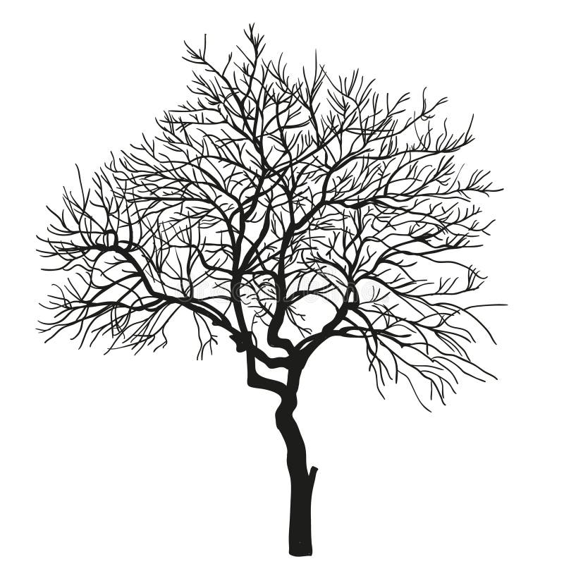Realistic Silhouette of Tree. Vector Stock Vector - Illustration of ...