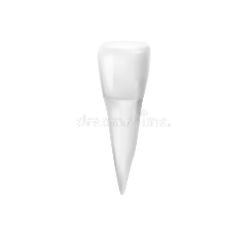 Realistic Single Tooth Composition Stock Vector - Illustration of mouth ...