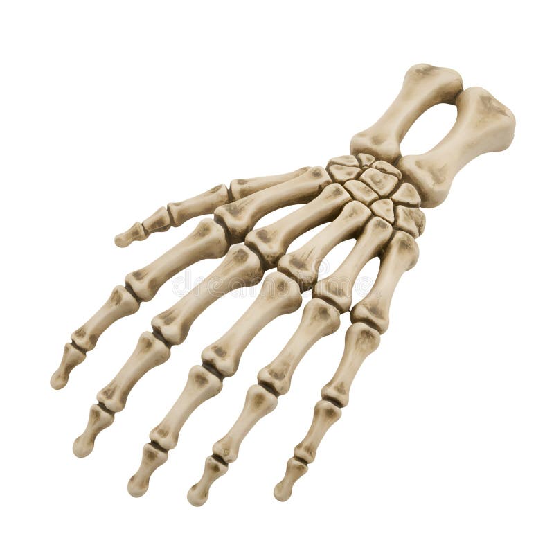 Isolated Skeletal Hand with Metacarpals Phalanges and Carpal Bones ...