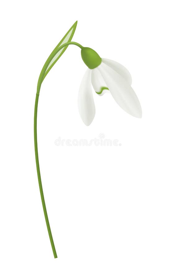 Realistic Snowdrop Illustration Stock Vector - Illustration of blossom ...