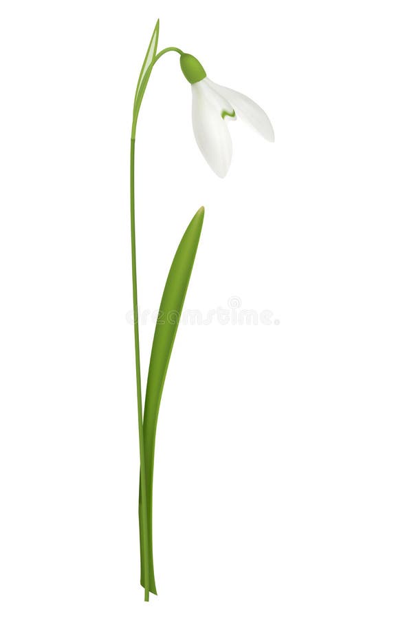 Realistic Snowdrop Illustration Stock Vector - Illustration of plant ...