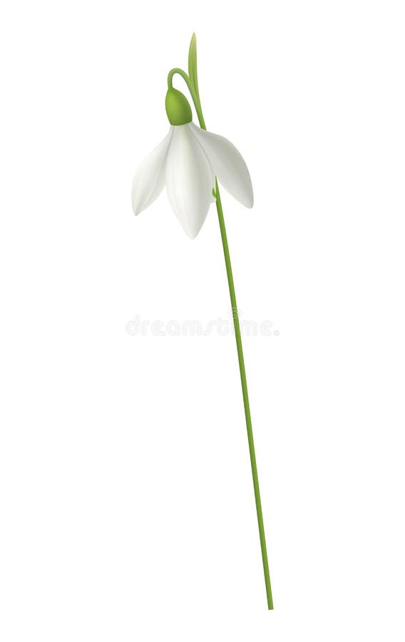 Realistic Snowdrop Illustration Stock Vector - Illustration of snowdrop ...