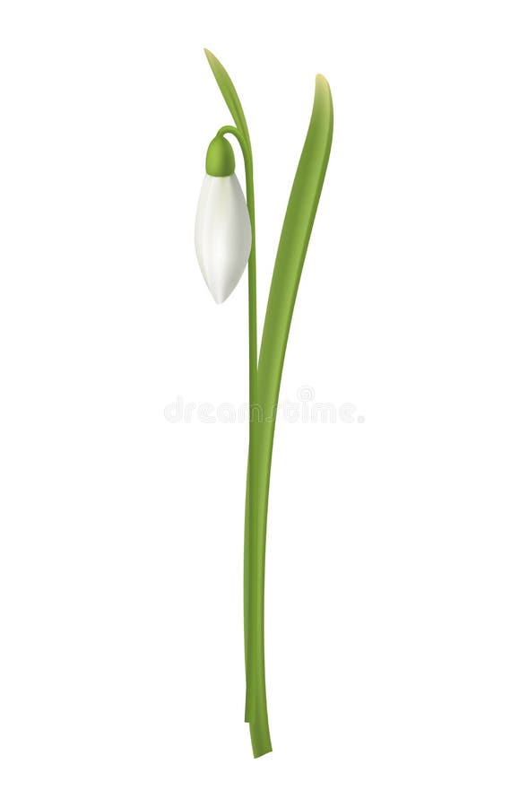Realistic Snowdrop Illustration Stock Vector - Illustration of outdoor ...