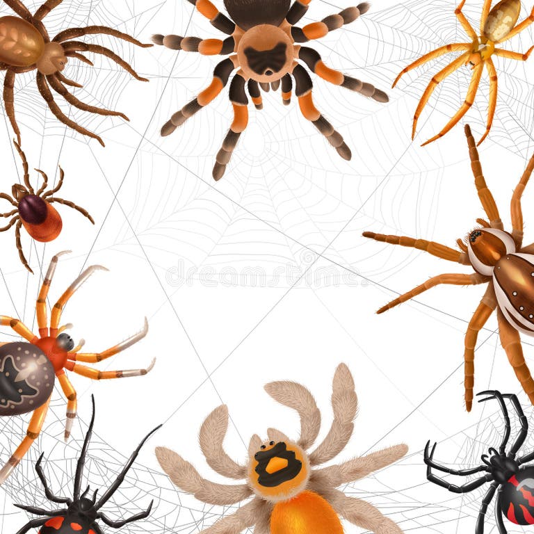 Realistic Spiders Frame stock vector. Illustration of horror - 262328686