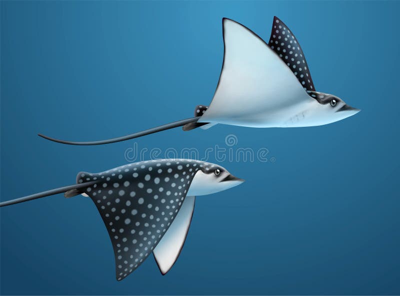 Realistic Stingrays Stock Illustrations – 7 Realistic Stingrays Stock ...