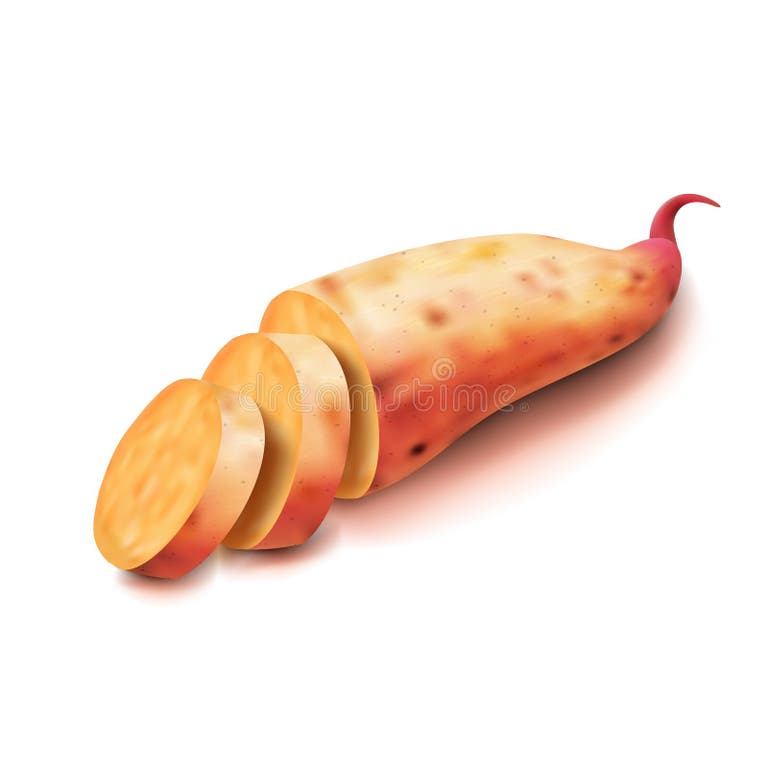 Sweet Potato Yam Vector Stock Illustrations 1 033 Sweet Potato Yam