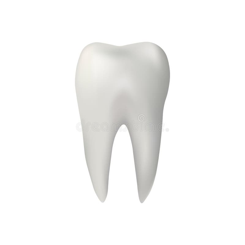 Realistic 3d tooth stock illustration. Illustration of molar - 203476746