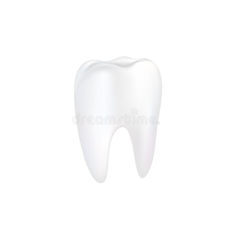 Realistic Tooth on White Background Stock Vector - Illustration of ...