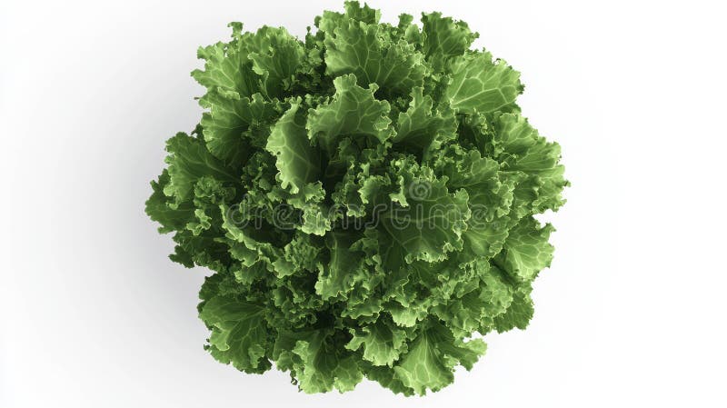 Realistic Top View of Sea Kale Head for Culinary and Botanical Design ...