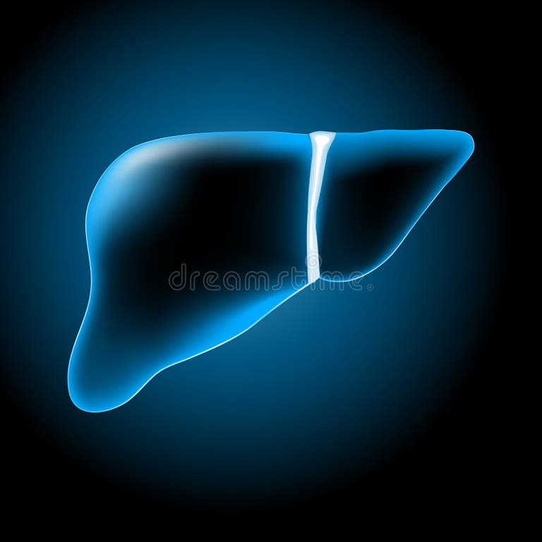 Hepatobiliary System Stock Illustrations – 69 Hepatobiliary System ...