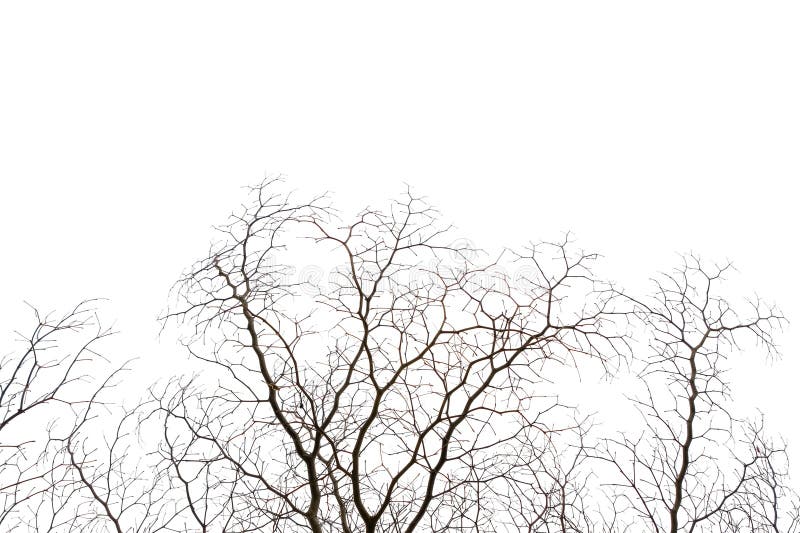 Realistic Tree Branches Isolated on White Background Stock Photo ...
