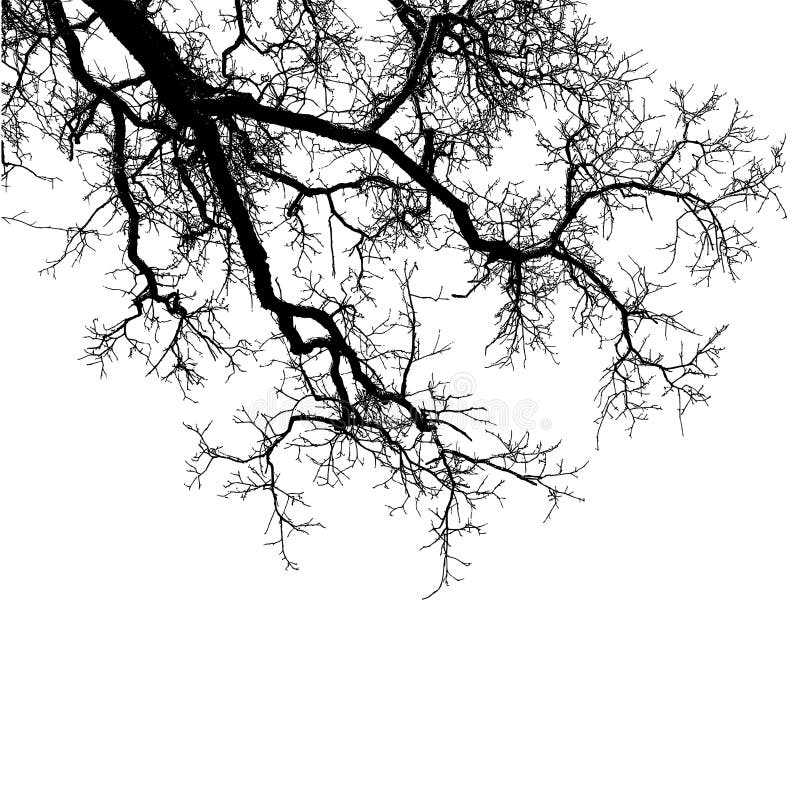 Realistic Tree Branches Silhouette Vector Illustration.Eps10 Stock ...