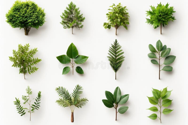 Realistic Tree Canopy Display on Isolated Background Stock Illustration ...