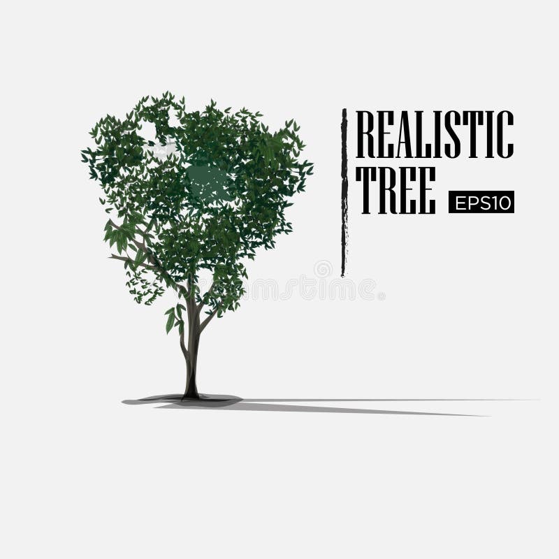 Realistic tree - stock illustration. Illustration of stem - 65812937