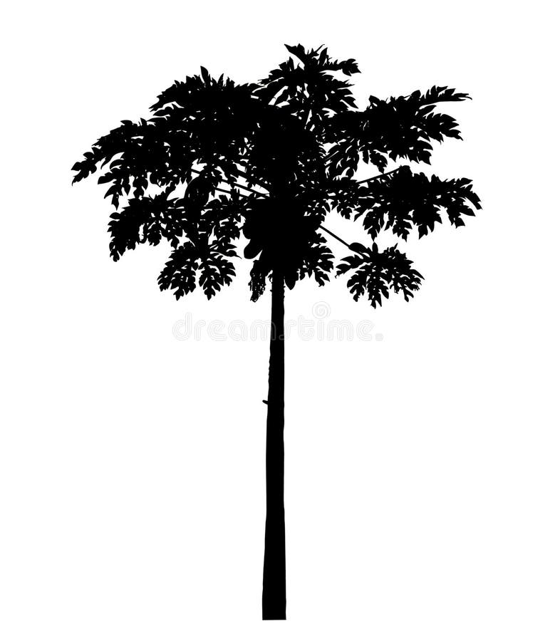 Realistic Tree Silhouette Isolated on White Background with Clipping ...