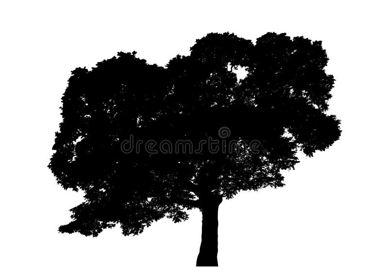 Realistic Tree Silhouette Isolated on White Background with Clipping ...