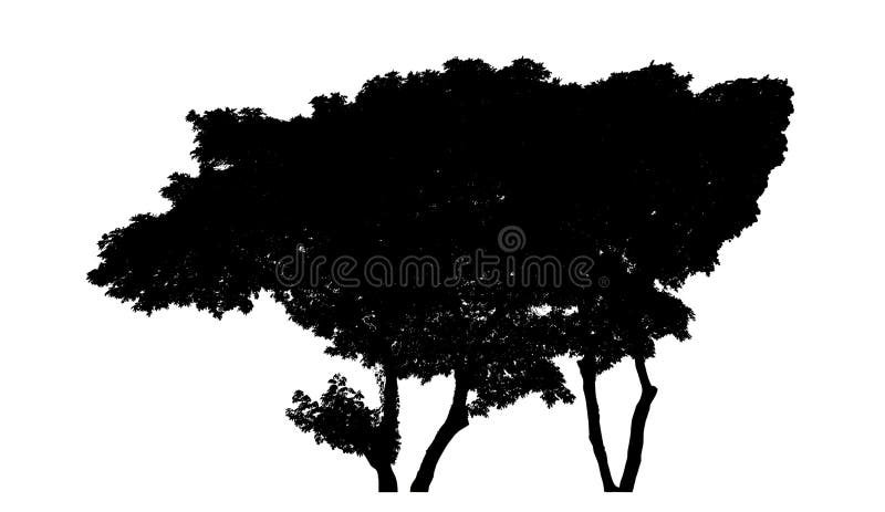 Realistic Tree Silhouette Isolated on White Background with Clipping ...
