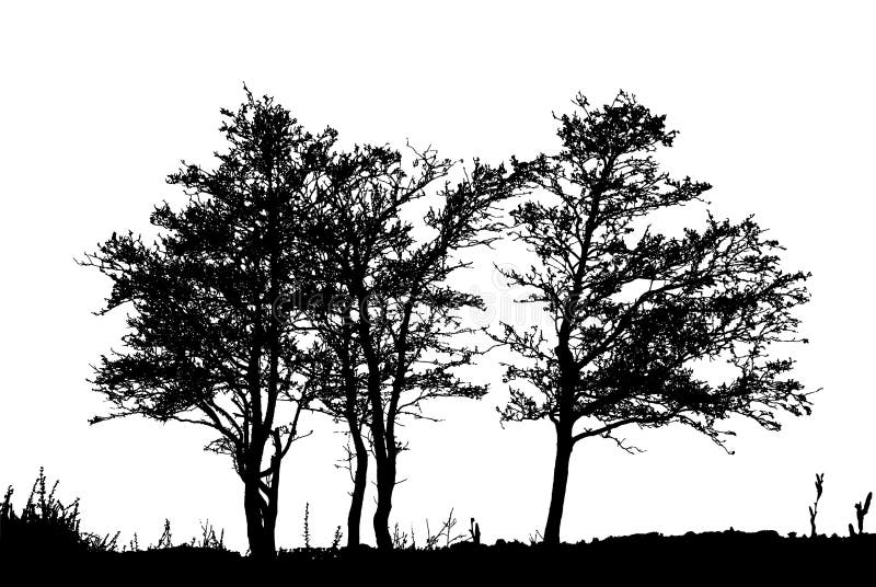 Realistic Tree Silhouette Vector Illustration.Eps10 Stock Illustration ...