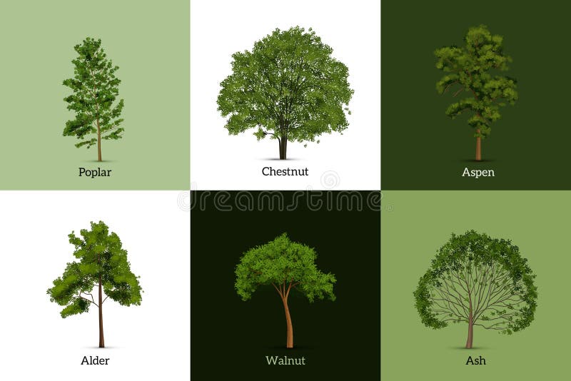 Realistic Trees Design Concept Stock Vector - Illustration of stem ...