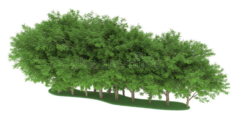 Realistic Trees on Transparent Background. 3d Rendering - Illustration ...