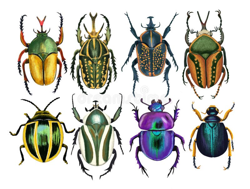 Realistic Tropical Bug Illustration Set on White Stock Illustration ...