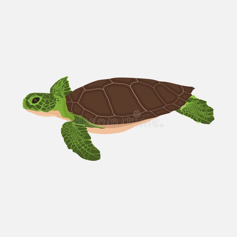 Realistic Turtle, Ocean Turtle, Flat Design Stock Illustration ...