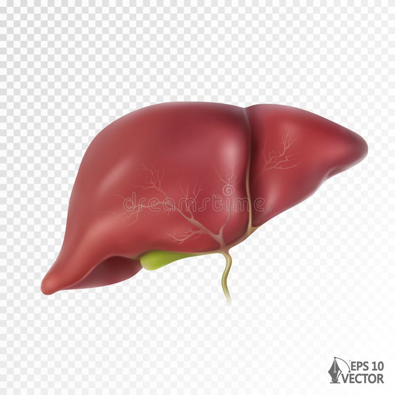 Realistic Vector Anatomical Model of the Human Liver. Organ of the ...