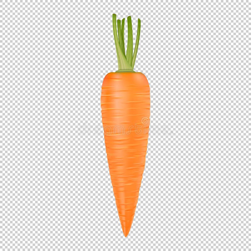 Realistic Vector Carrot Icon. Design Template Stock Vector ...