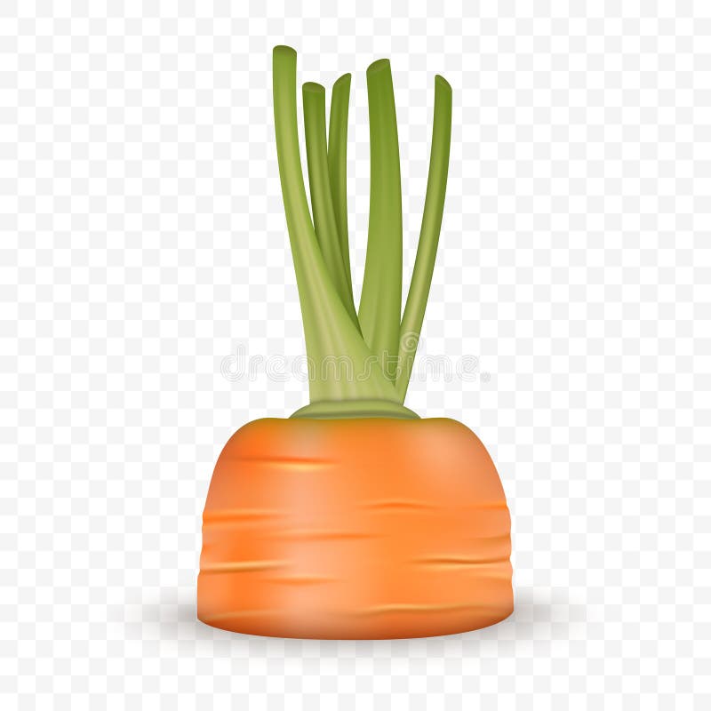Realistic Vector Carrot Partially Emerging from the Soil. Detailed ...