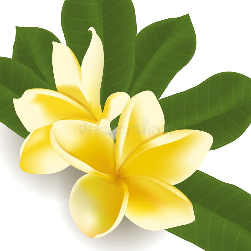 Tonga Flower Stock Illustrations – 159 Tonga Flower Stock Illustrations ...