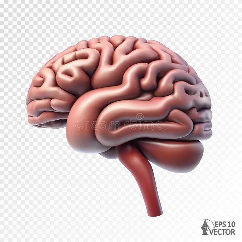 Realistic Vector Human Brain Model, External View. 3D Illustration for ...