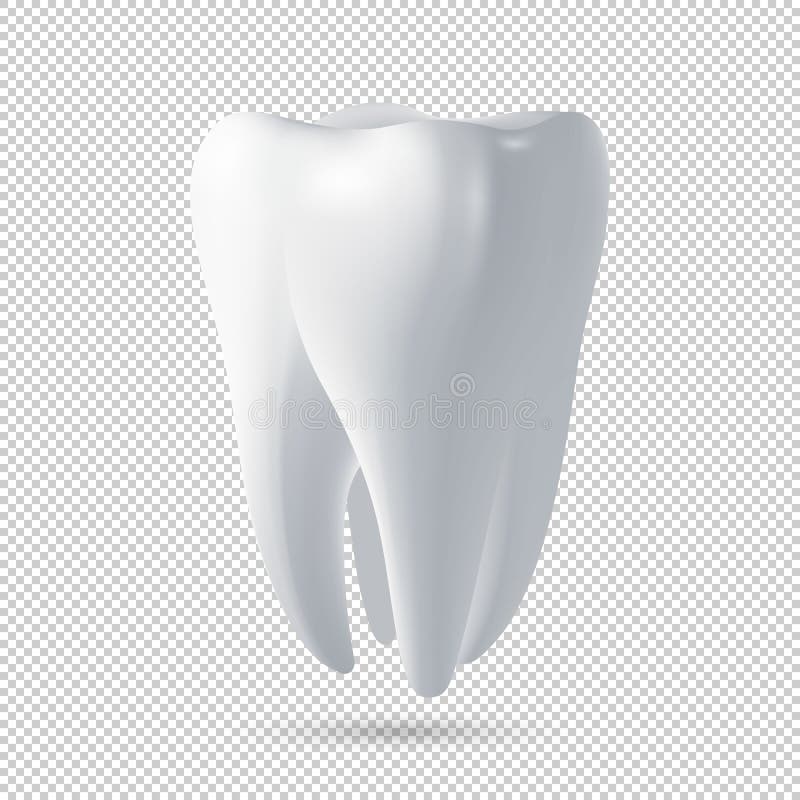 Realistic Vector Human Tooth Icon. Design Template. Stock Vector ...