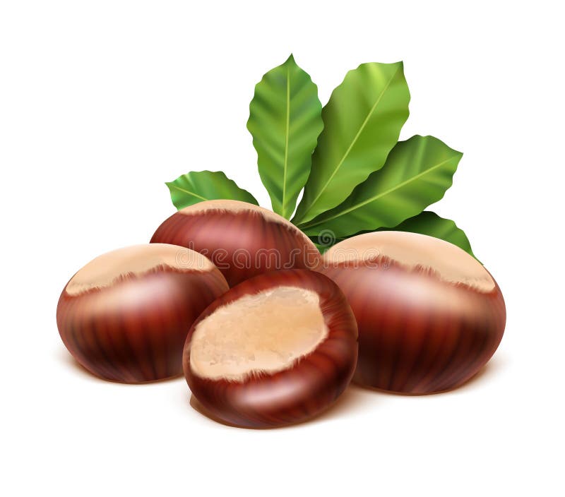 Realistic Vector Icon. Chestnut with Leaves. Isolated on White ...