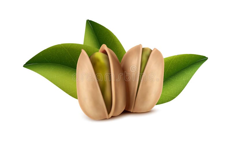 Realistic Vector Icon. Design Element for Packaging, Banners ...