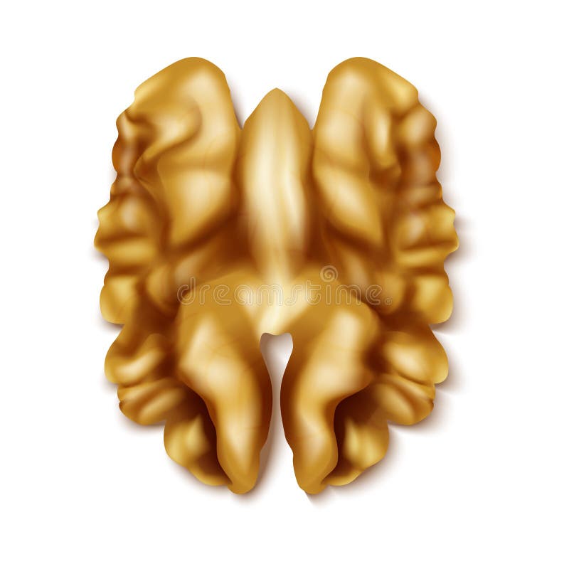 3d Realistic Vector Icon. Walnuts in the Shell in Different Shapes ... 3d Realistic Vector Icon. Walnuts in the Shell in Different Shapes ...
