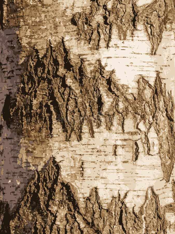 Realistic Vector Illustration of Birch Bark Texture. Texture of Birch Bark. Birch Background ...