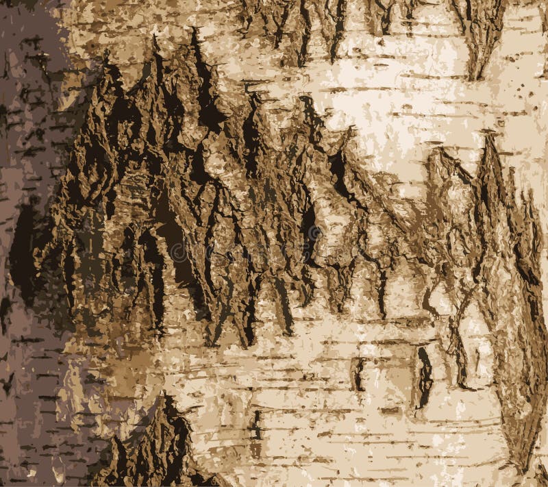 Realistic Vector Illustration of Birch Bark Texture. Texture of Birch ...