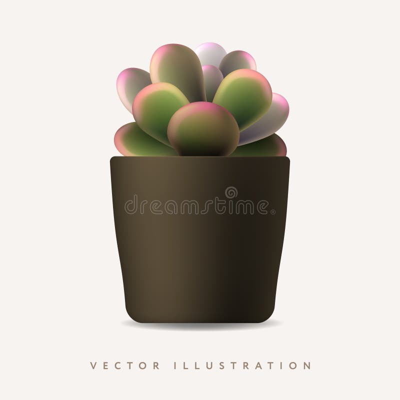 Realistic Vector Illustration of a Succulent Plant in Pot, Echeveria ...