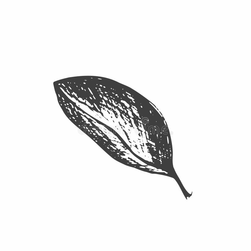 Realistic Vector Leaves. Vector Ink Element Isolated on White ...