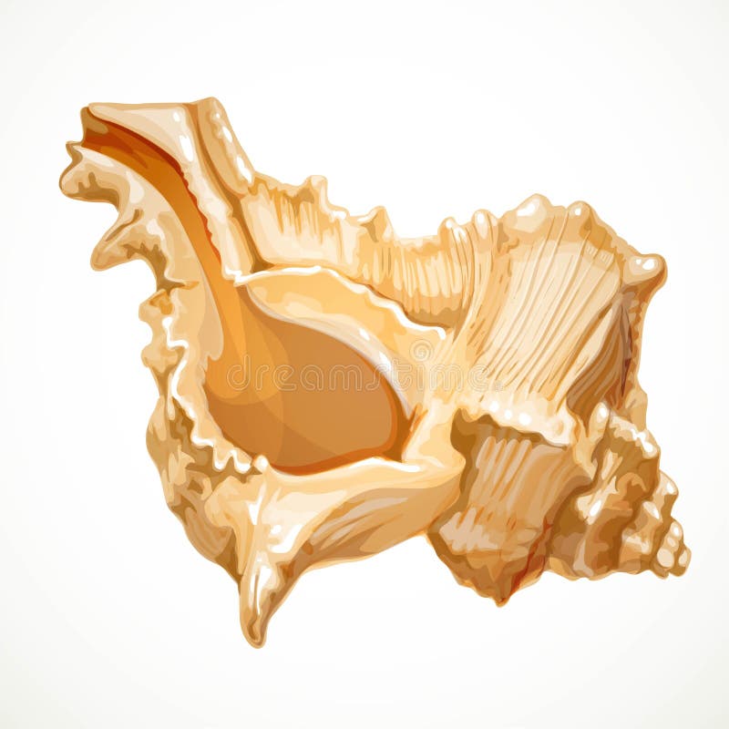 Realistic Vector Triangular Gabled Seashell Isolated on White Stock ...