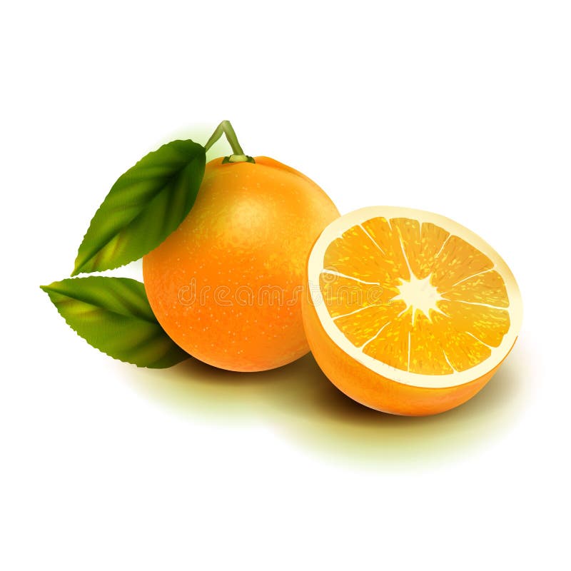 Realistic Vector Orange Fruit Isolate. Orange with Leaves Isolated on ...