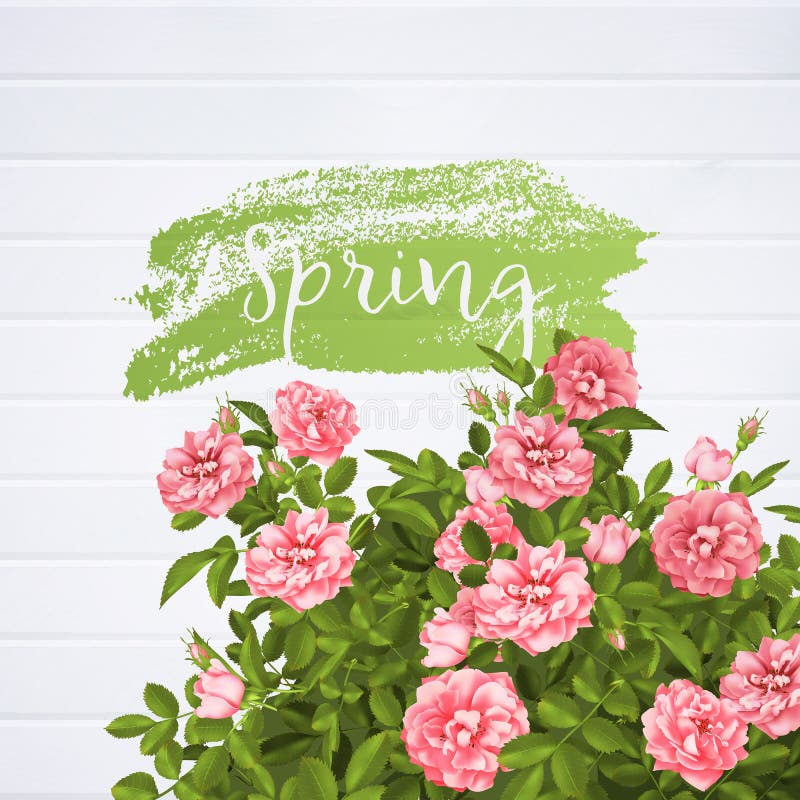 Realistic Vector Pink Rose. 3d Roses Stock Vector - Illustration of ...