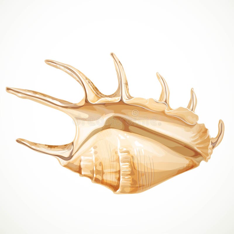 Realistic Seashell Stock Illustrations – 2,151 Realistic Seashell Stock ...